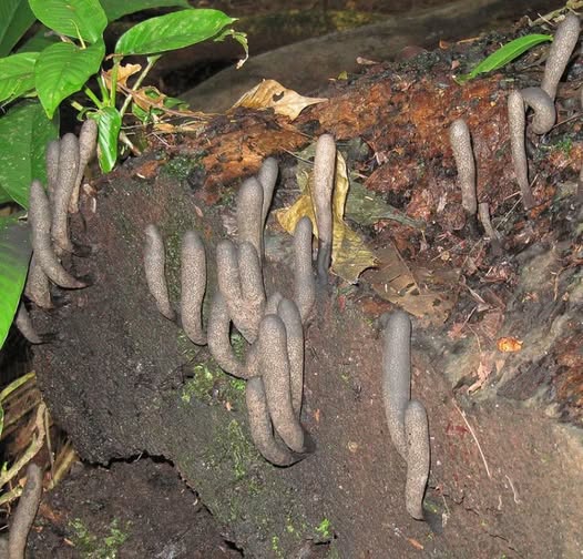 What Is The Strange Fungus That Looks Like a Hand - News Article